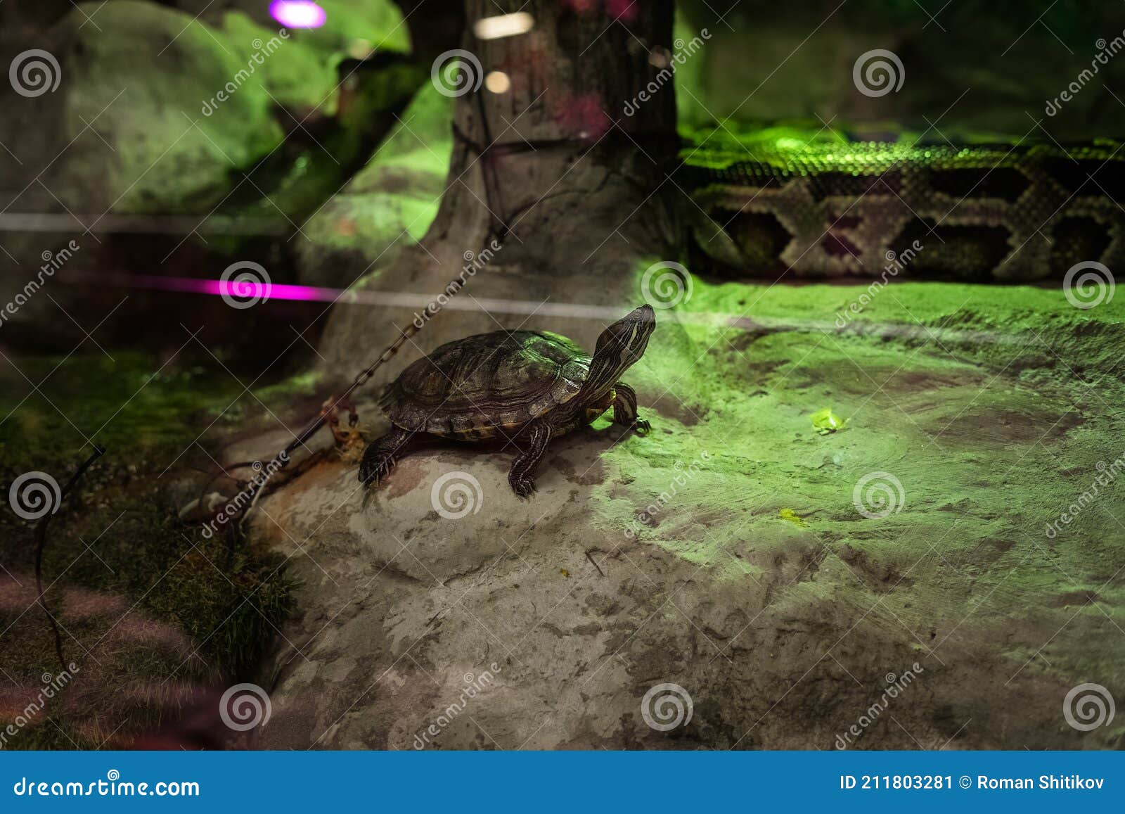 Red-eared Slider Turtle Basking on the Bridge. Stock Image - Image of ...