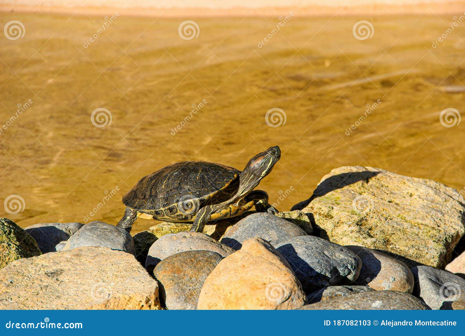 Red-eared Slider Turtle Basking on Rocks Stock Image - Image of fauna ...