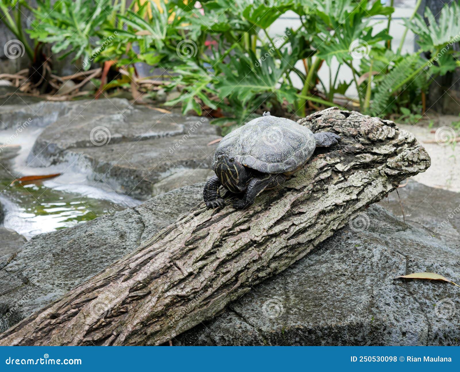 A Red-eared Slider Turtle Basking in the Sun on a Branch Stock Photo ...
