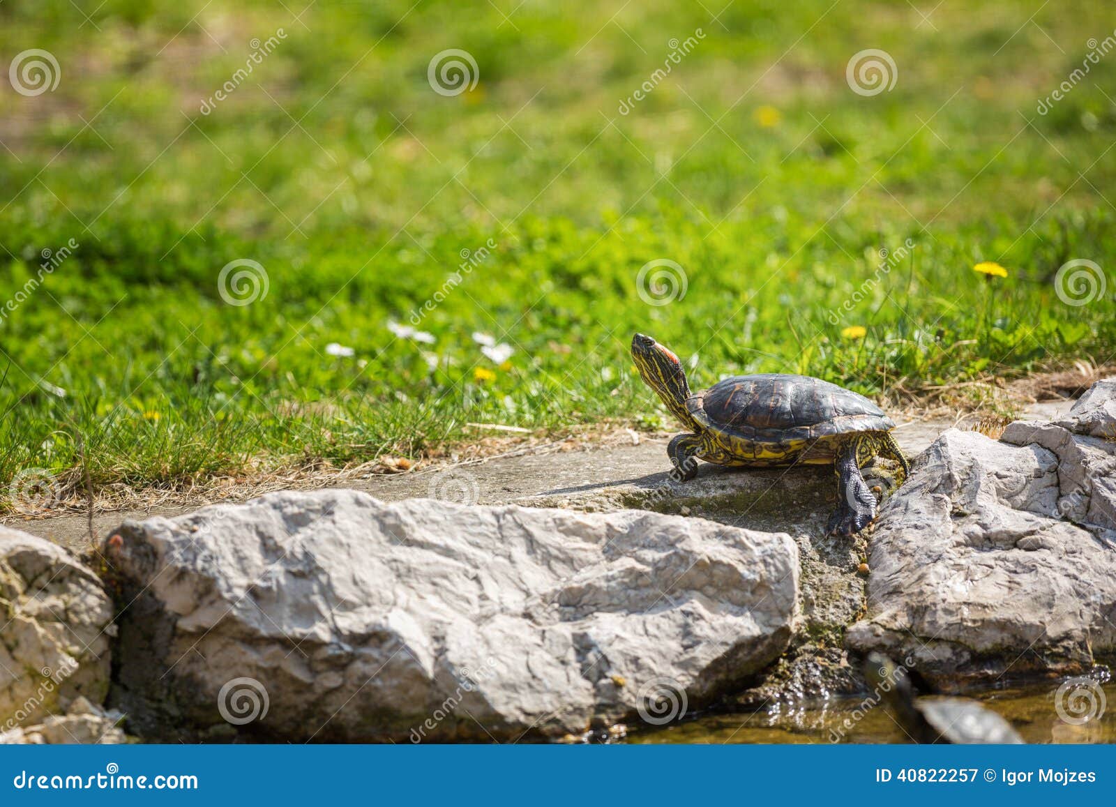 Red-eared Slider Turtle Basking in the Sun Stock Image - Image of wild ...