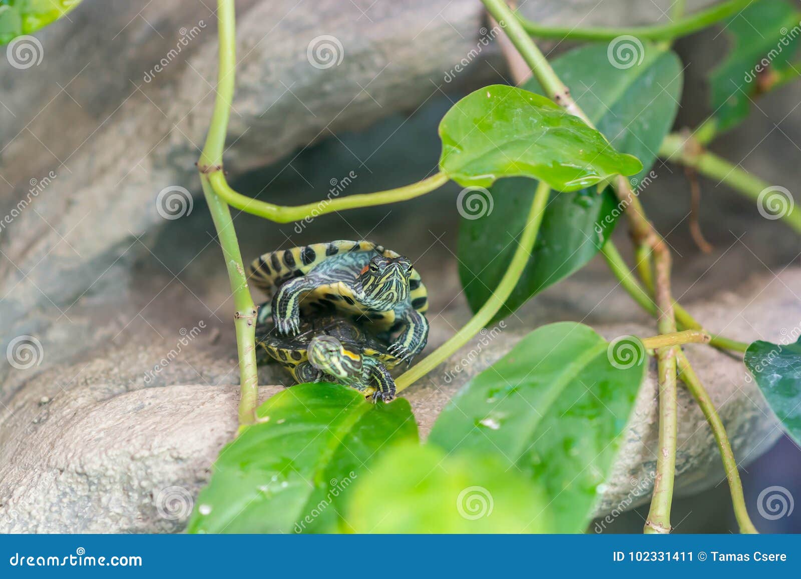 Red-eared Slider Turtle Couple Copulate Stock Image - Image of ...