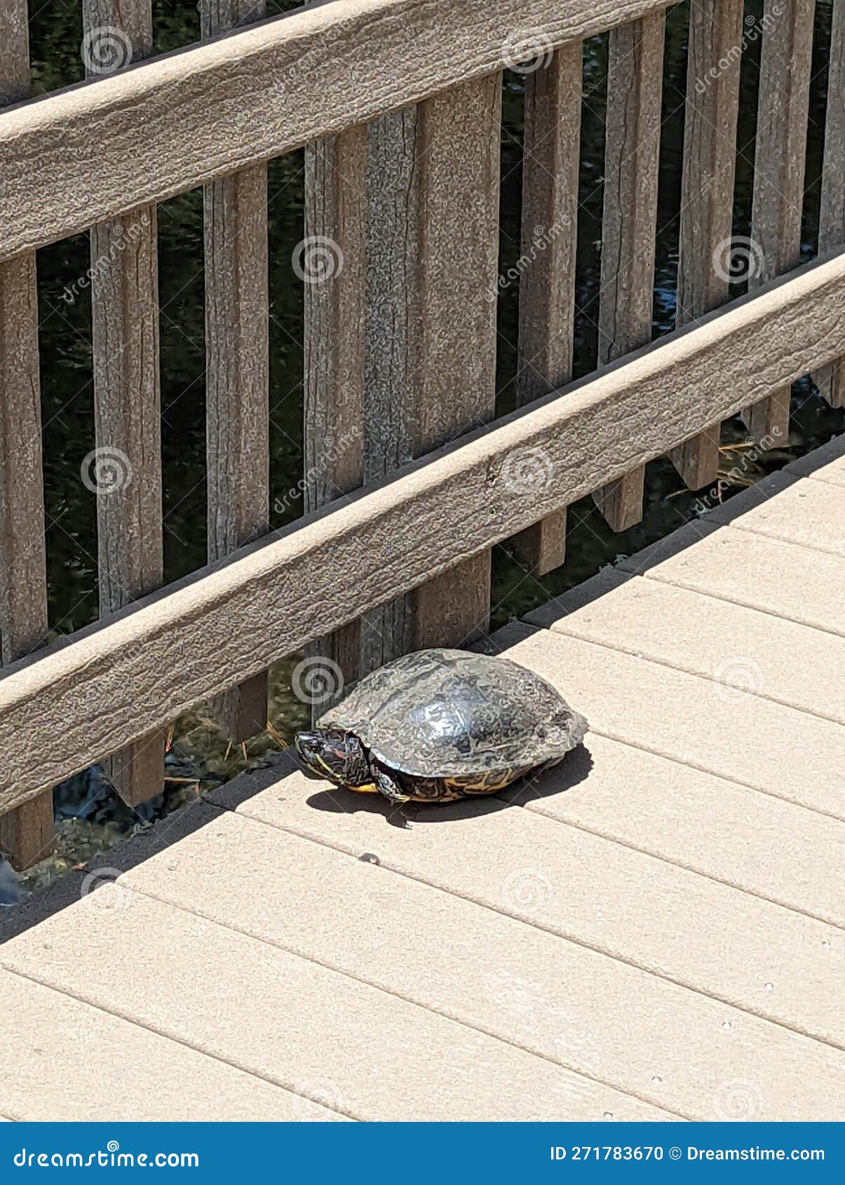 Red-eared Slider Turtle in Front of Boardwalk Railing Stock Photo ...