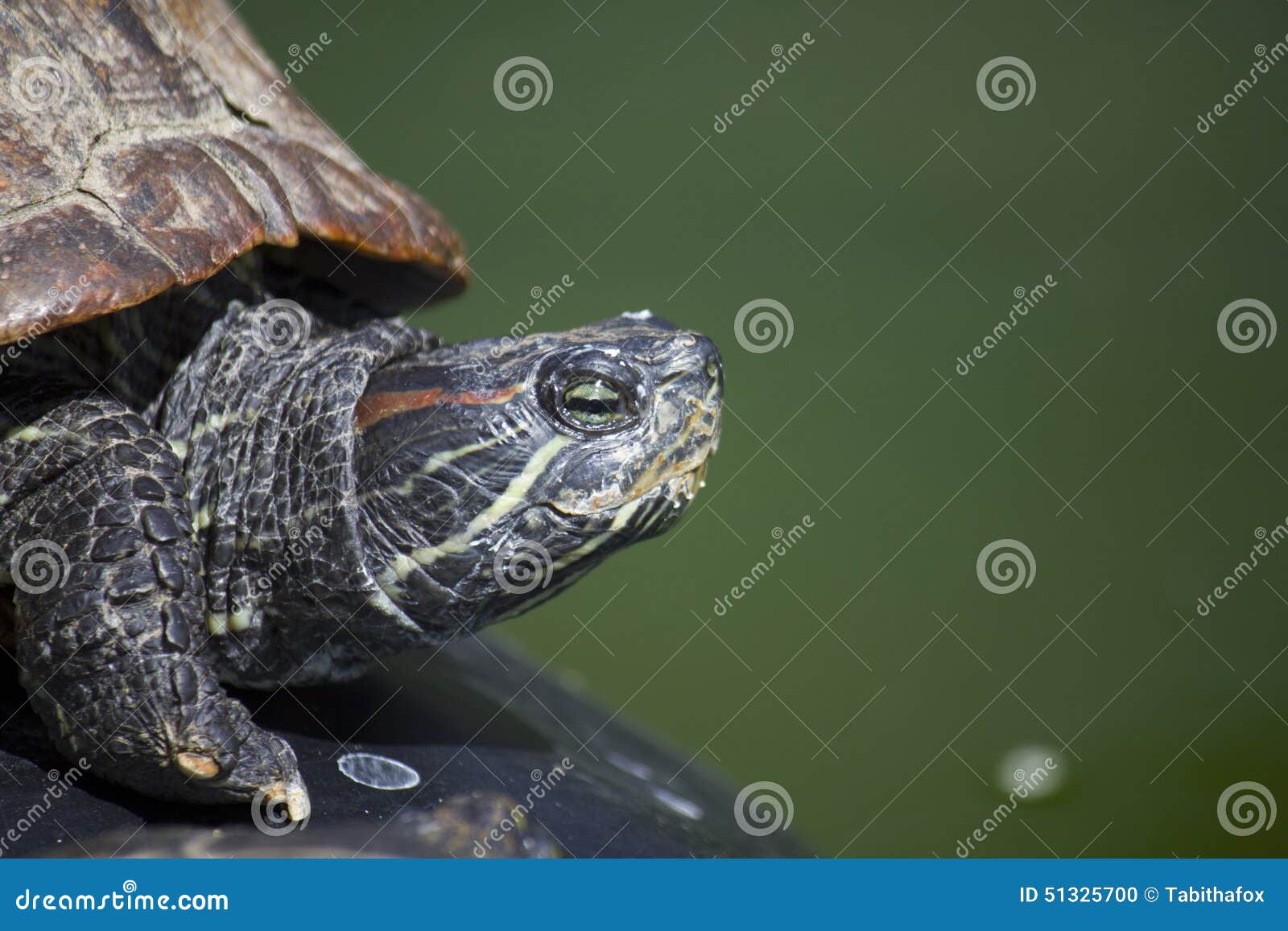 Red Eared Slider Turtle stock photo. Image of semi, northern - 51325700