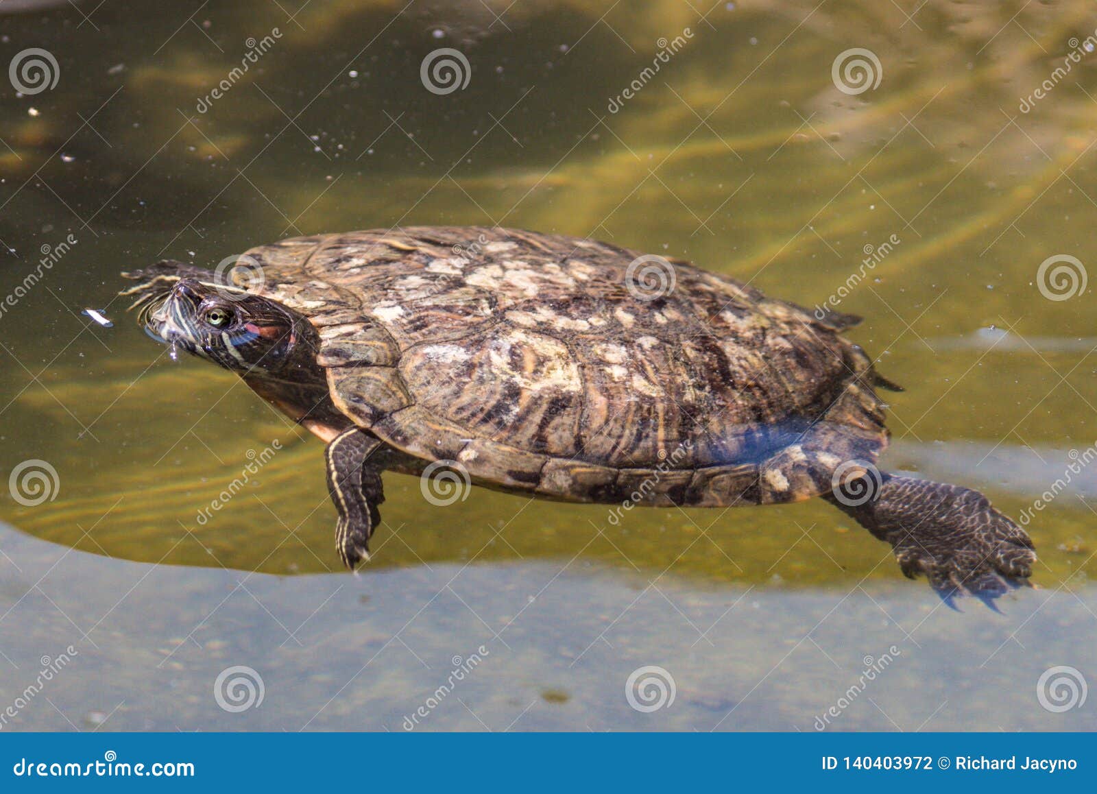 Red-Eared Slider Turtle Makes a Perfect Pet Stock Photo - Image of ...