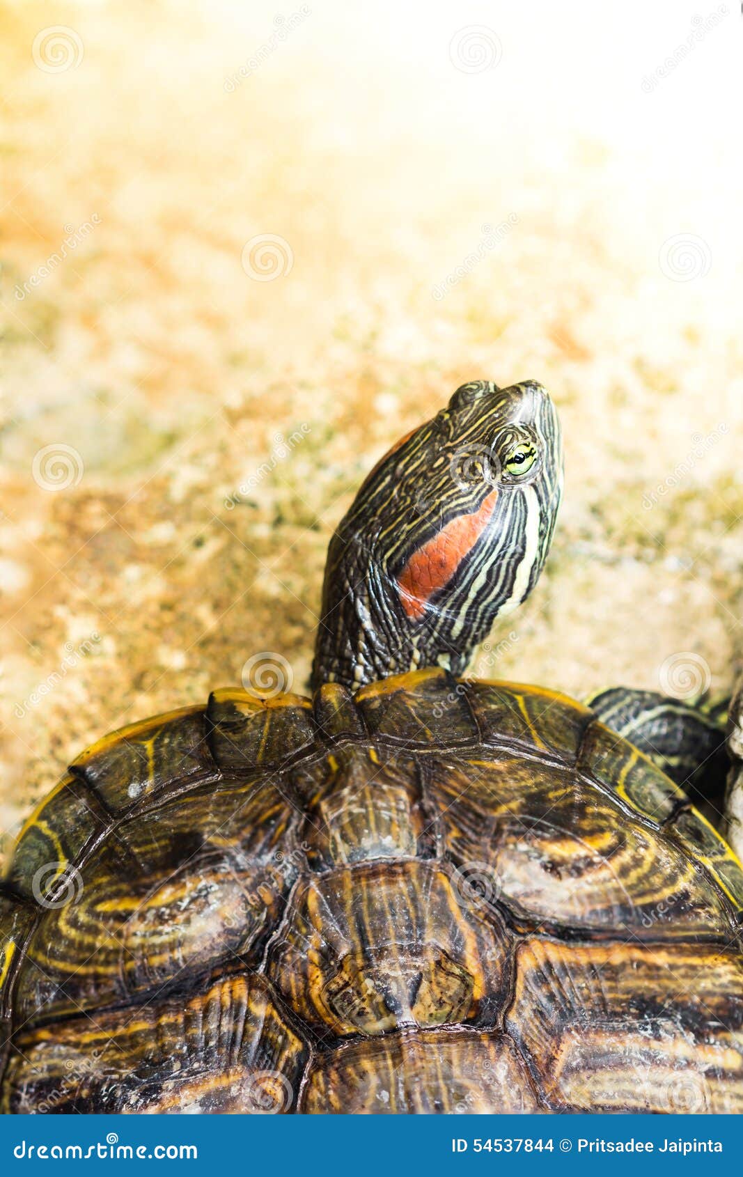 Red eared slider turtle stock photo. Image of tortoise - 54537844