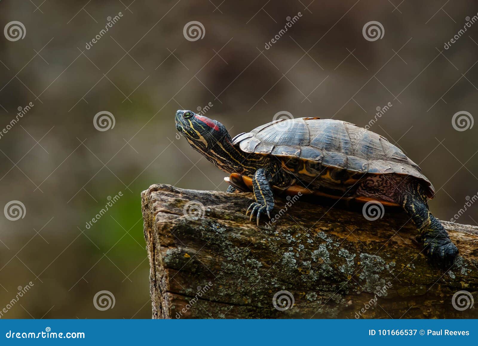 Red Eared Slider Turtle Royalty-Free Stock Photography | CartoonDealer ...