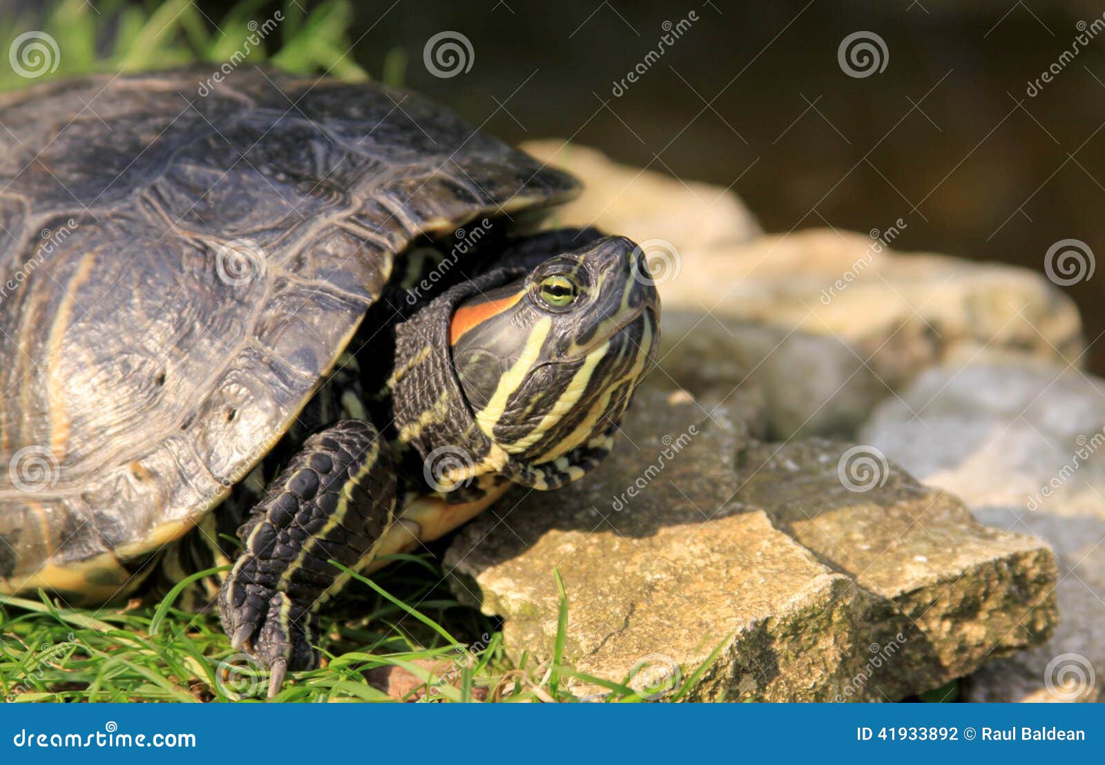 Red-eared slider turtle stock photo. Image of green, animal - 41933892