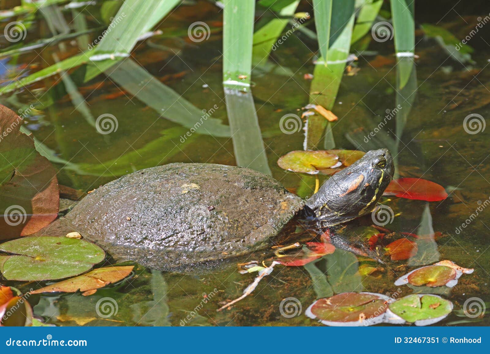 Red eared slider turtle stock image. Image of eared, texas - 32467351