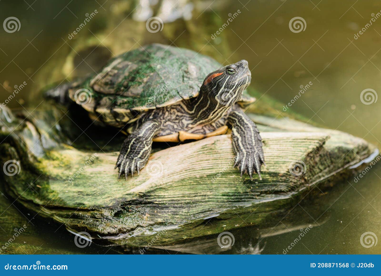Turtle on log stock photo. Image of aquatic, water, turtle - 208871568