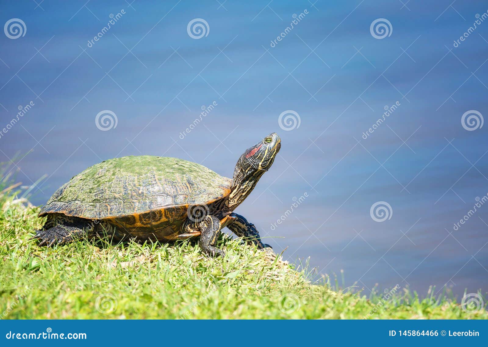 Red-eared Slider Turtle Trachemys Scripta Elegans Stock Photo - Image ...