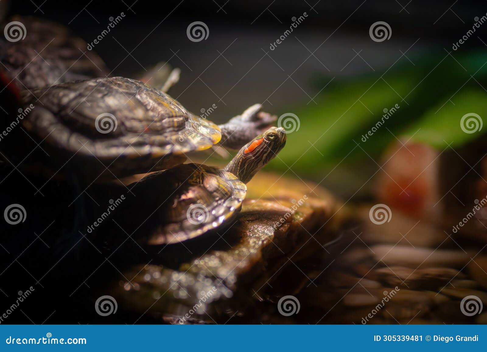 Red-eared Slider Turtle Hatchling Stock Image - Image of snapper, baby ...