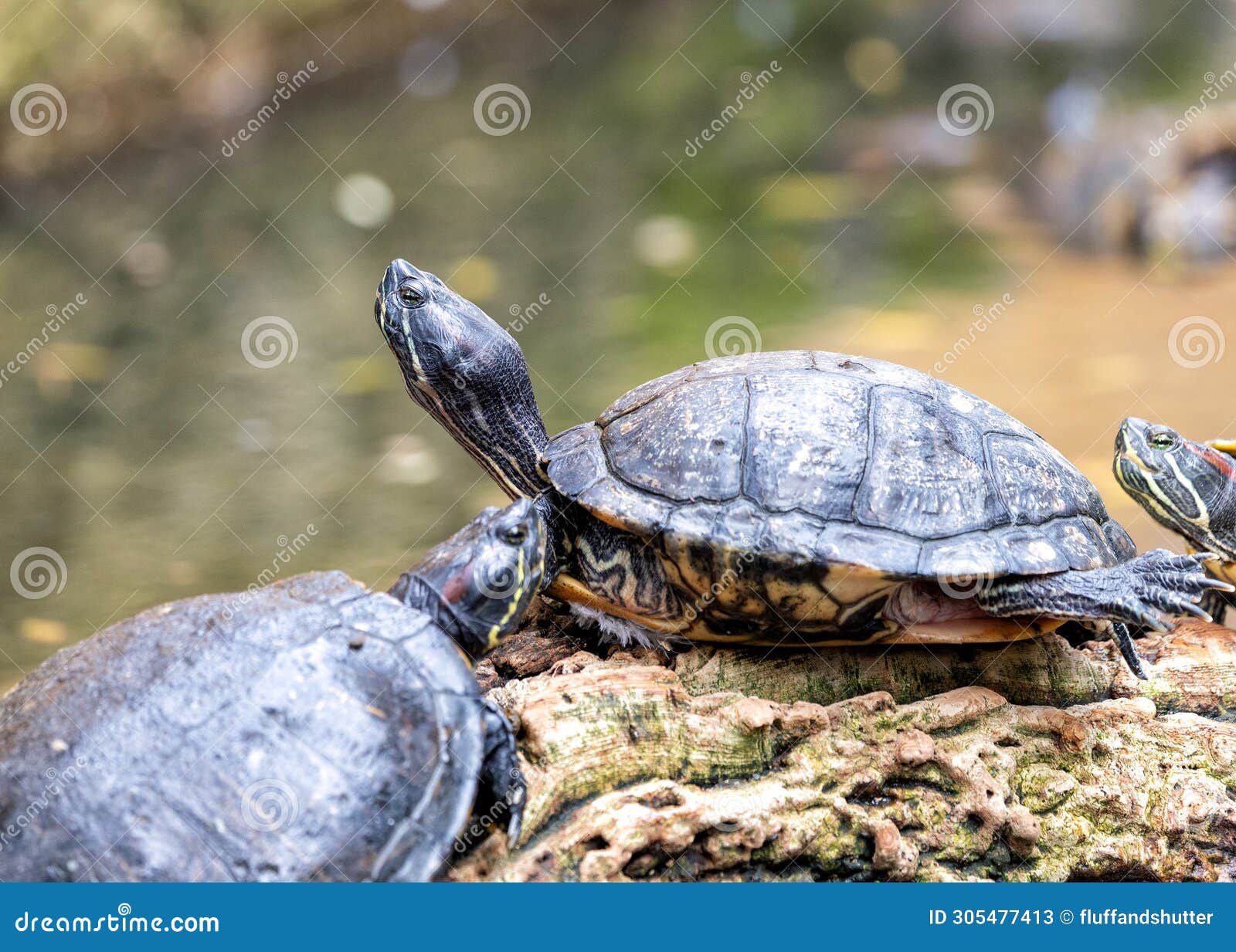 Red-eared Slider Turtle (Trachemys Scripta Elegans) in North America ...