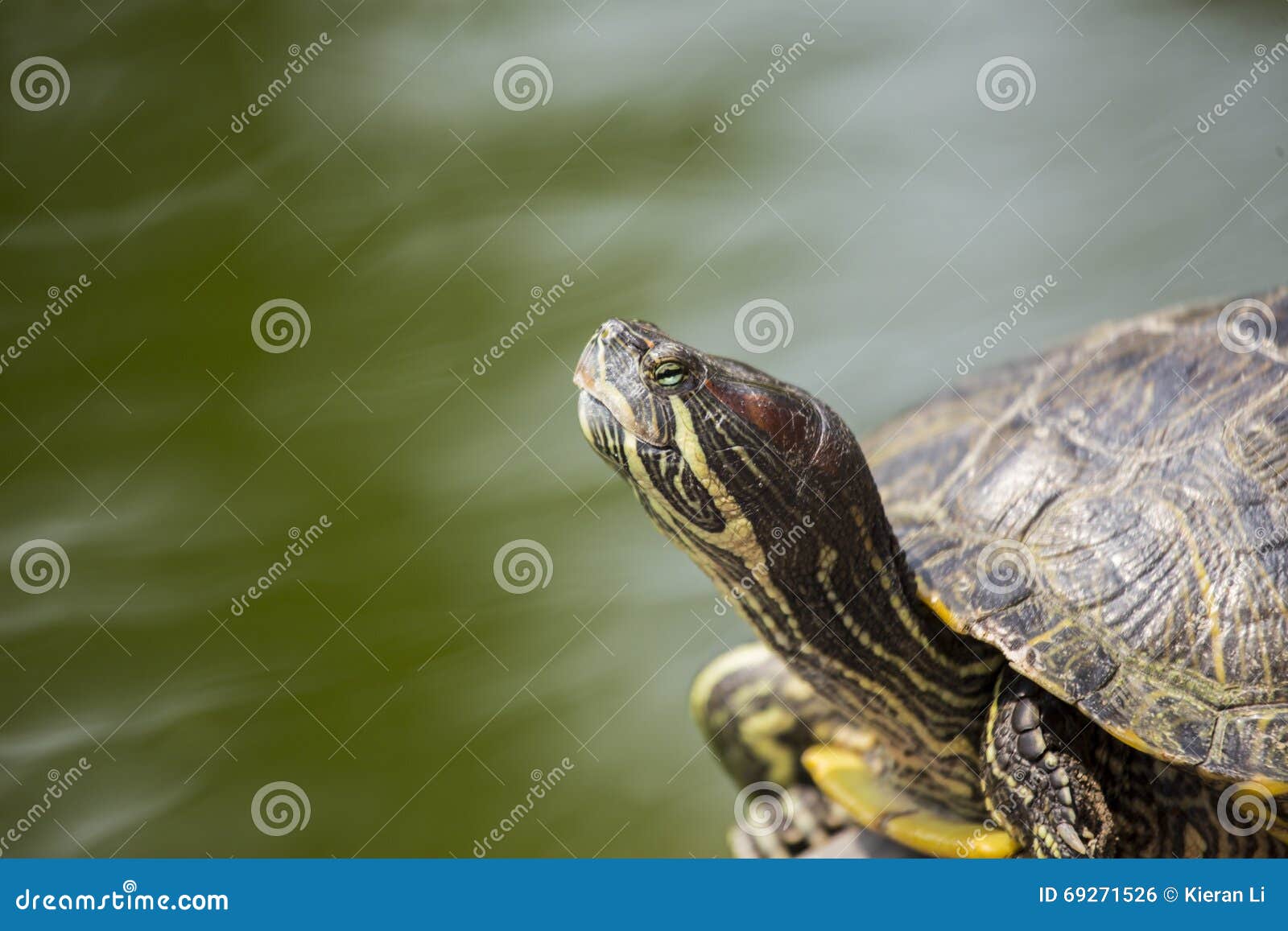 Red Eared Slider Turtle (Trachemys Scripta Elegans) Stock Photo - Image ...