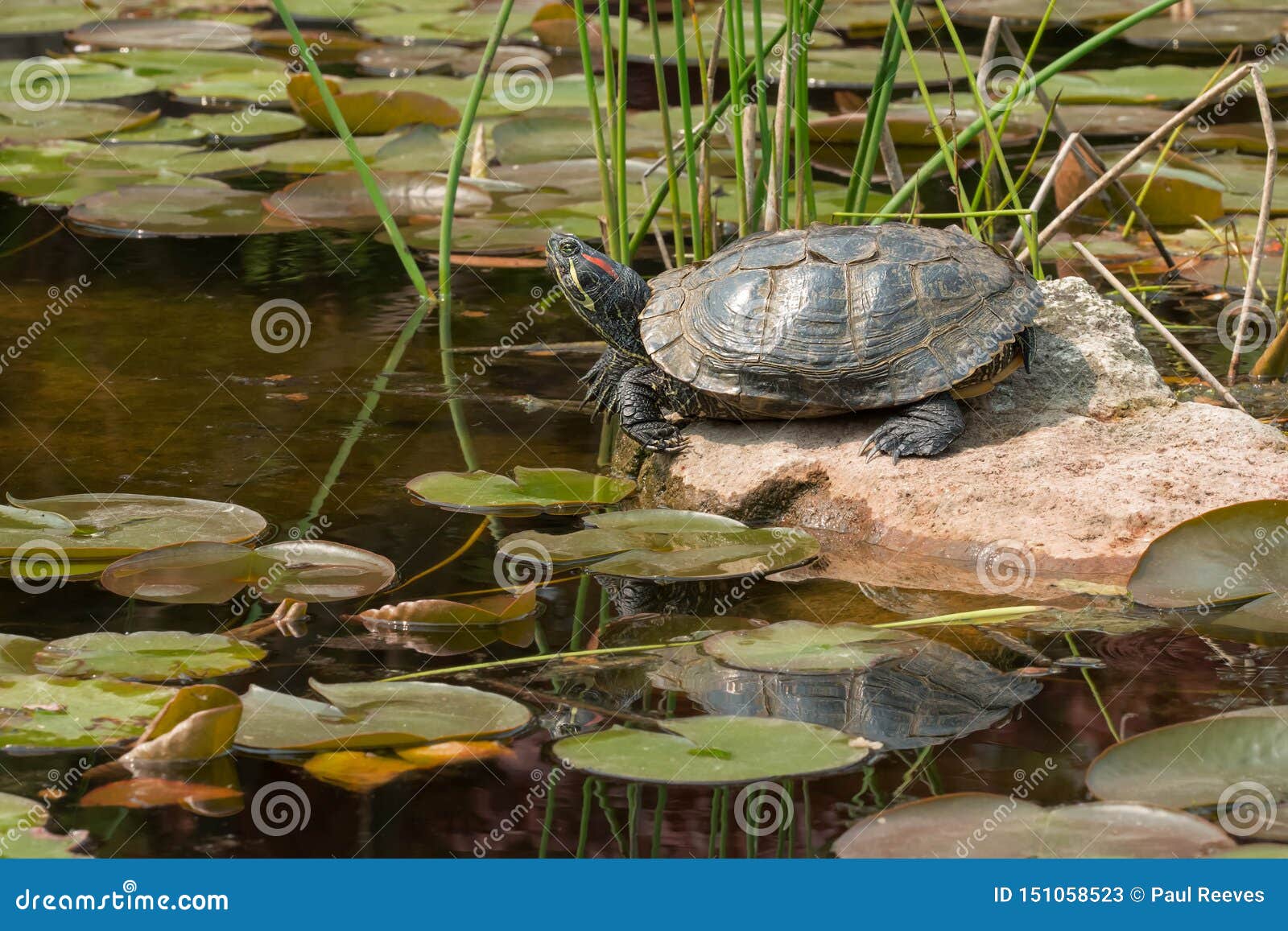 Red-eared Slider - Trachemys Scripta Elegans Stock Image - Image of ...