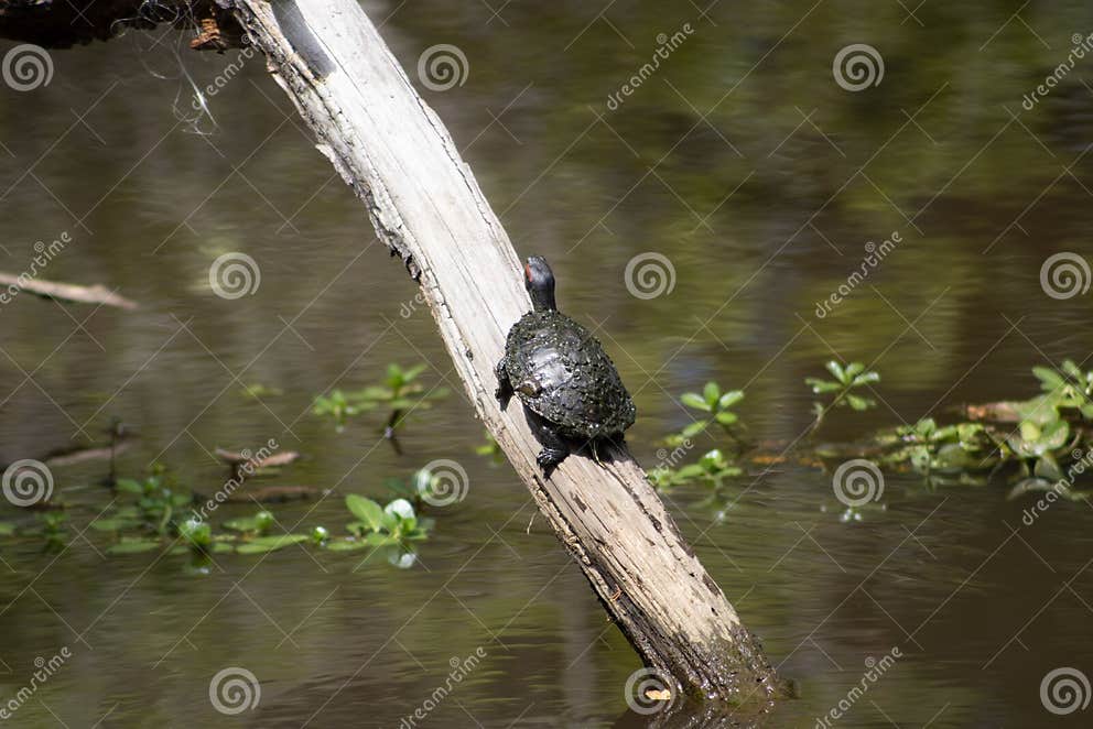 Red Eared Slider Turtle on Tree Limb in Water Stock Photo - Image of ...