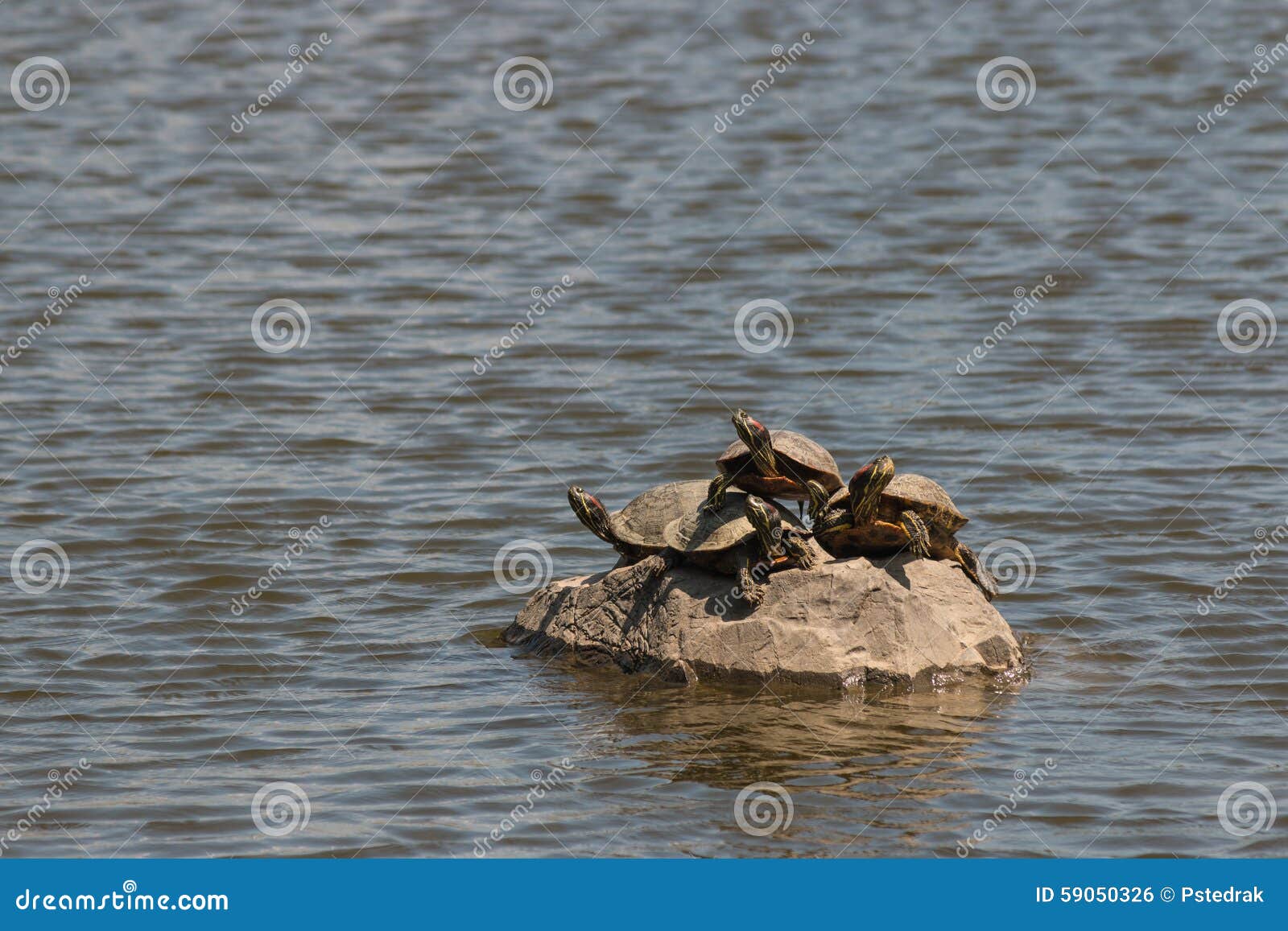 Red-eared Slider Turtles Basking on Rock Stock Photo - Image of ...