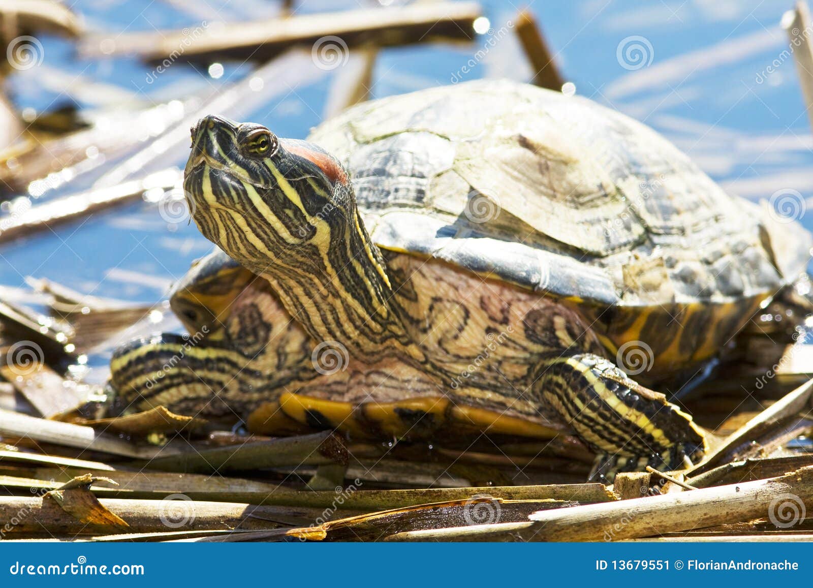 Red-eared Sliders On Yellow Background Stock Image | CartoonDealer.com ...