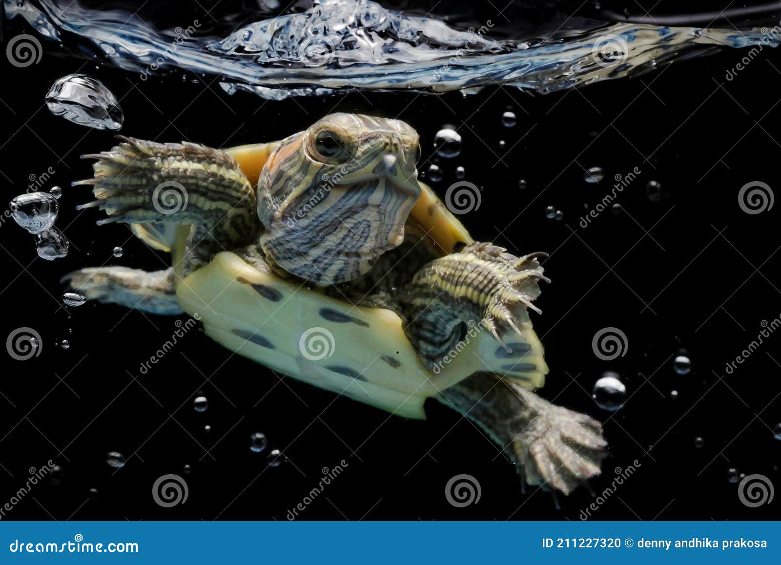 Red Eared Strip Brazilian Turtle Stock Photo - Image of aquarium ...