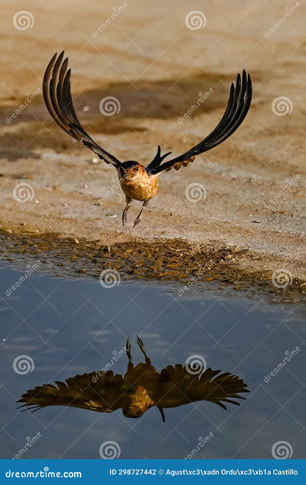 Red-eared Swallow or Cecropis Daurica, Flying Over the Spring. Stock ...