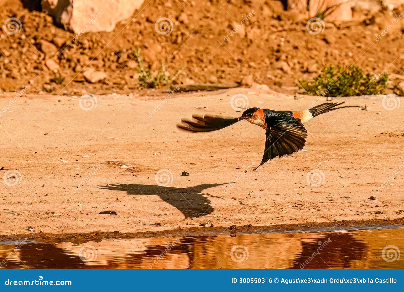 Red-eared Swallow or Cecropis Daurica, Flying Over the Spring. Stock ...