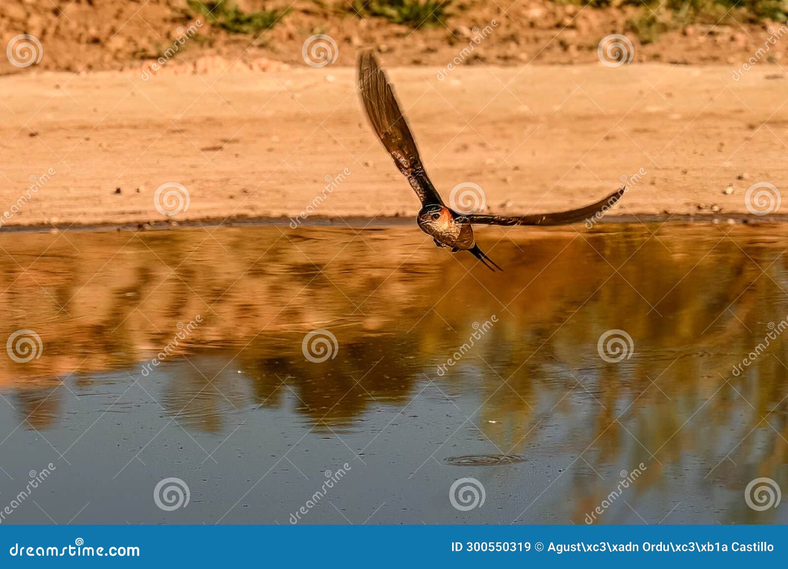 Red-eared Swallow or Cecropis Daurica, Flying Over the Spring. Stock ...