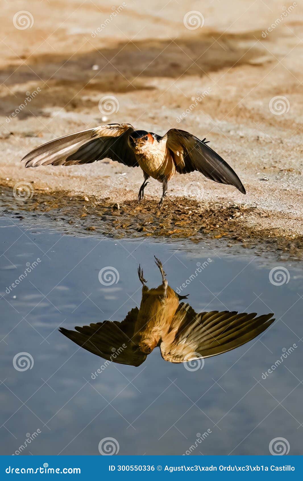 Red-eared Swallow or Cecropis Daurica, Flying Over the Spring. Stock ...