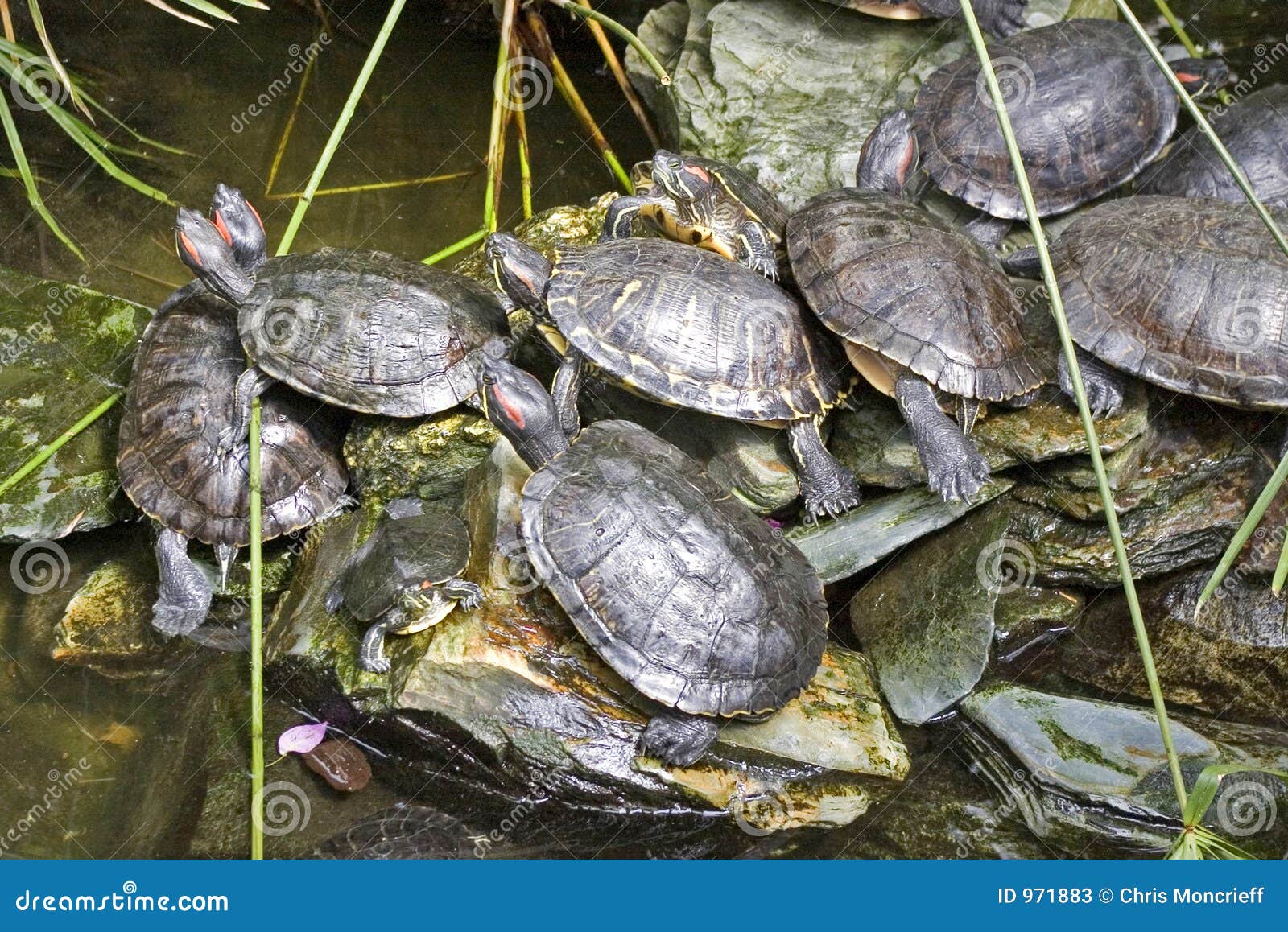 Red-Eared Terapin stock image. Image of wildlife, turturle - 971883
