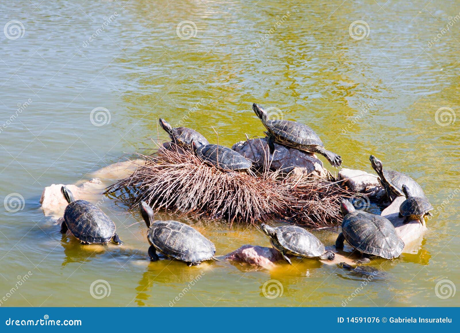 Red Eared Terrapin Turtle Trachemys Scripta Elegans Or Chrysemys ...