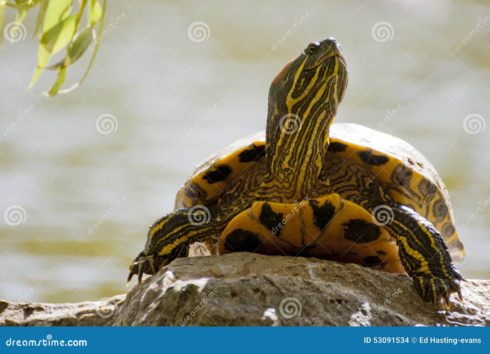 Red-eared terrapin stock photo. Image of bone, wildlife - 53091534