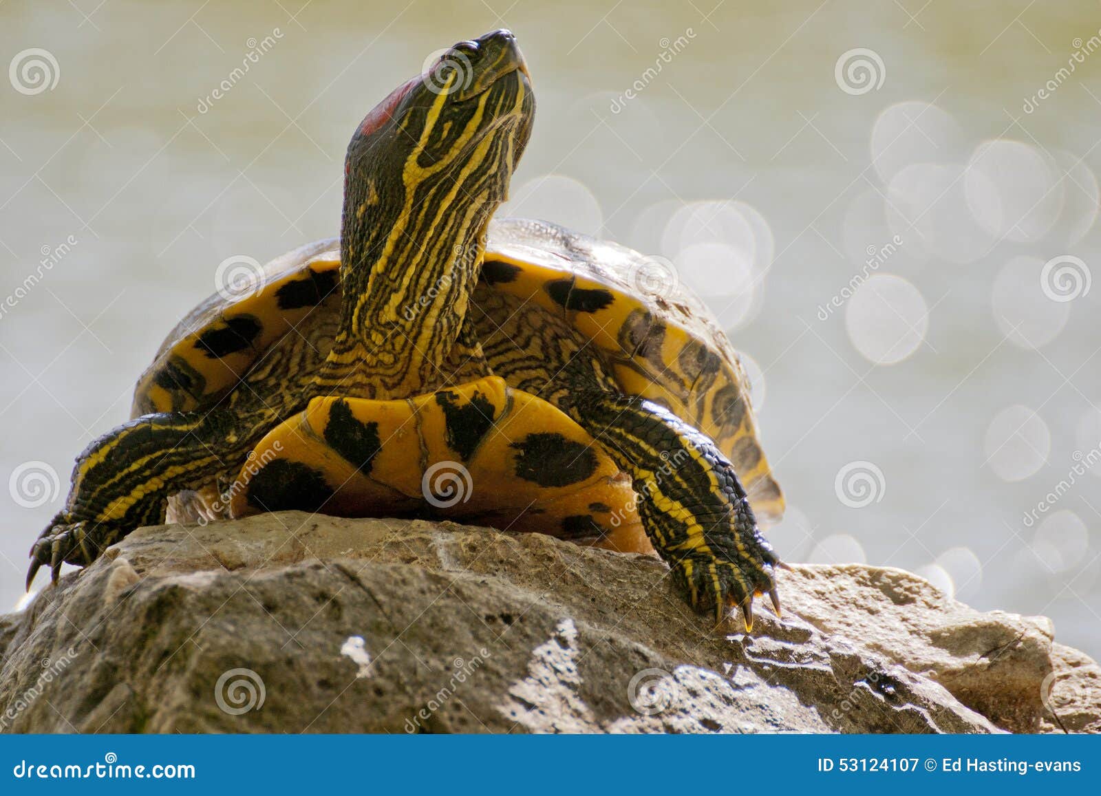 Red-eared terrapin stock image. Image of terrapin, shell - 53124107