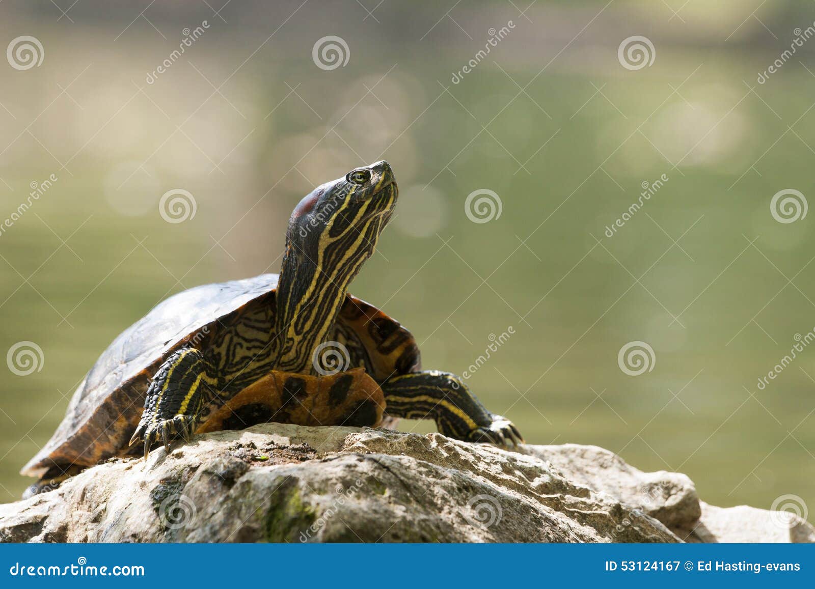 Red-eared terrapin stock image. Image of multi, animal - 53124167
