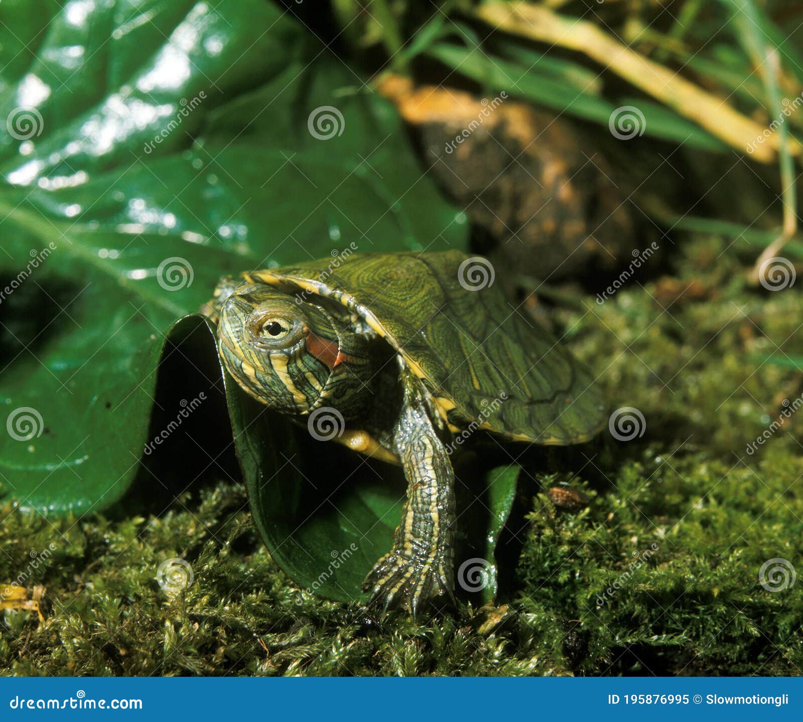 Red Eared Terrapin Turtle Trachemys Scripta Elegans Or Chrysemys ...