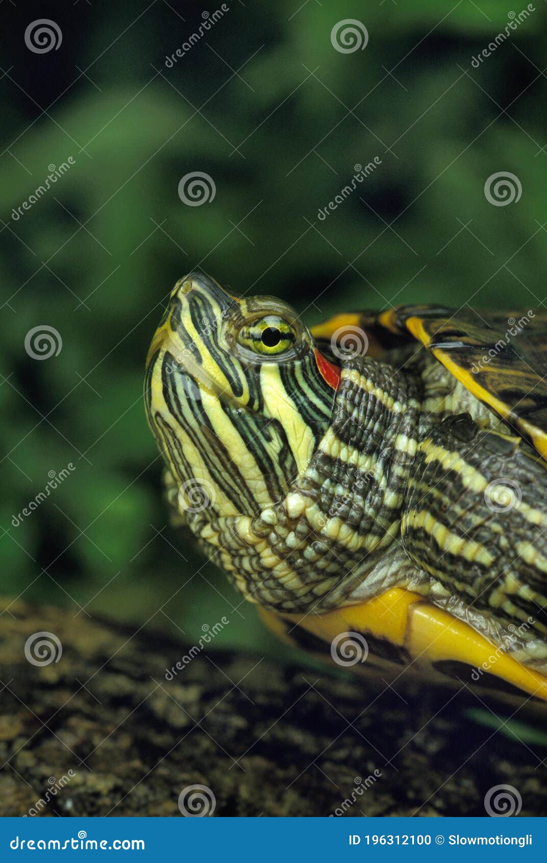 Red-Eared Terrapin, Trachemys Scripta Elegans Stock Photo - Image of ...