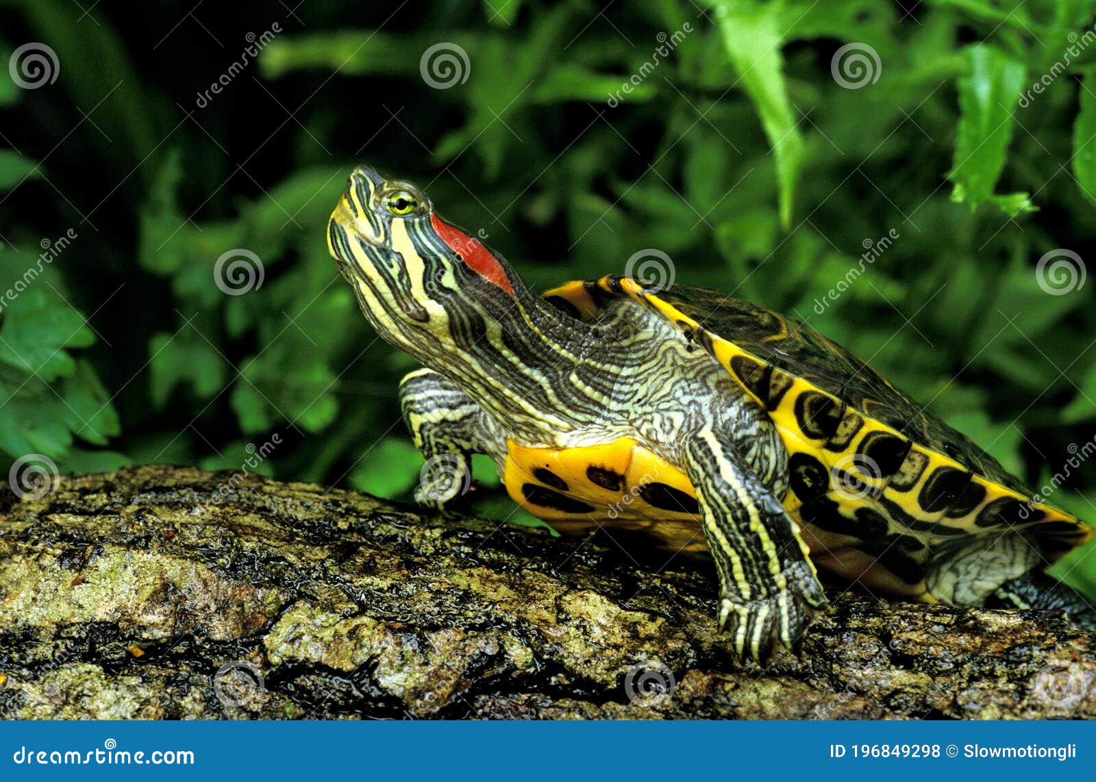 Red-Eared Terrapin, Trachemys Scripta Elegans Stock Photo - Image of ...