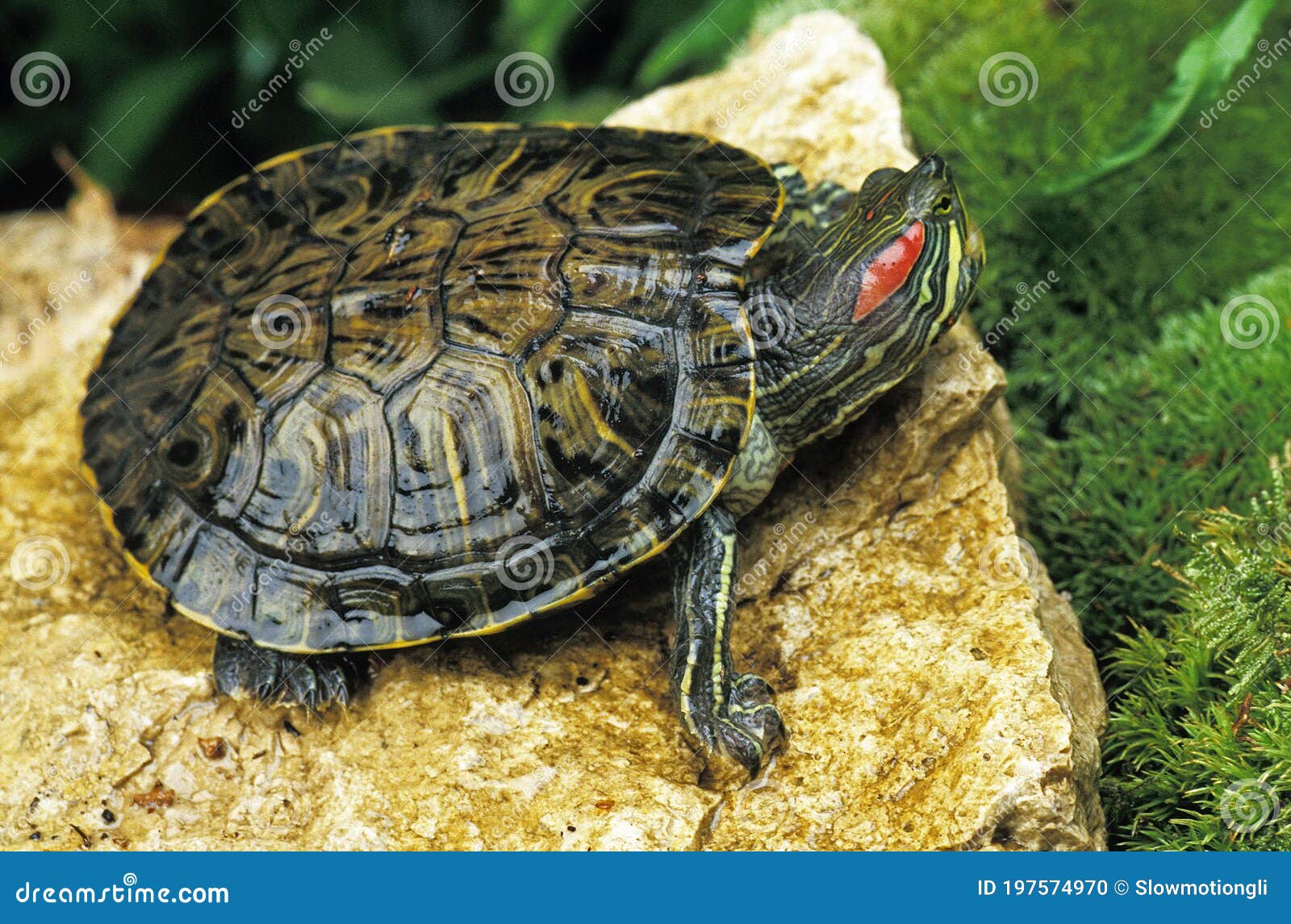 Red-Eared Terrapin, Trachemys Scripta Elegans Stock Photo - Image of ...