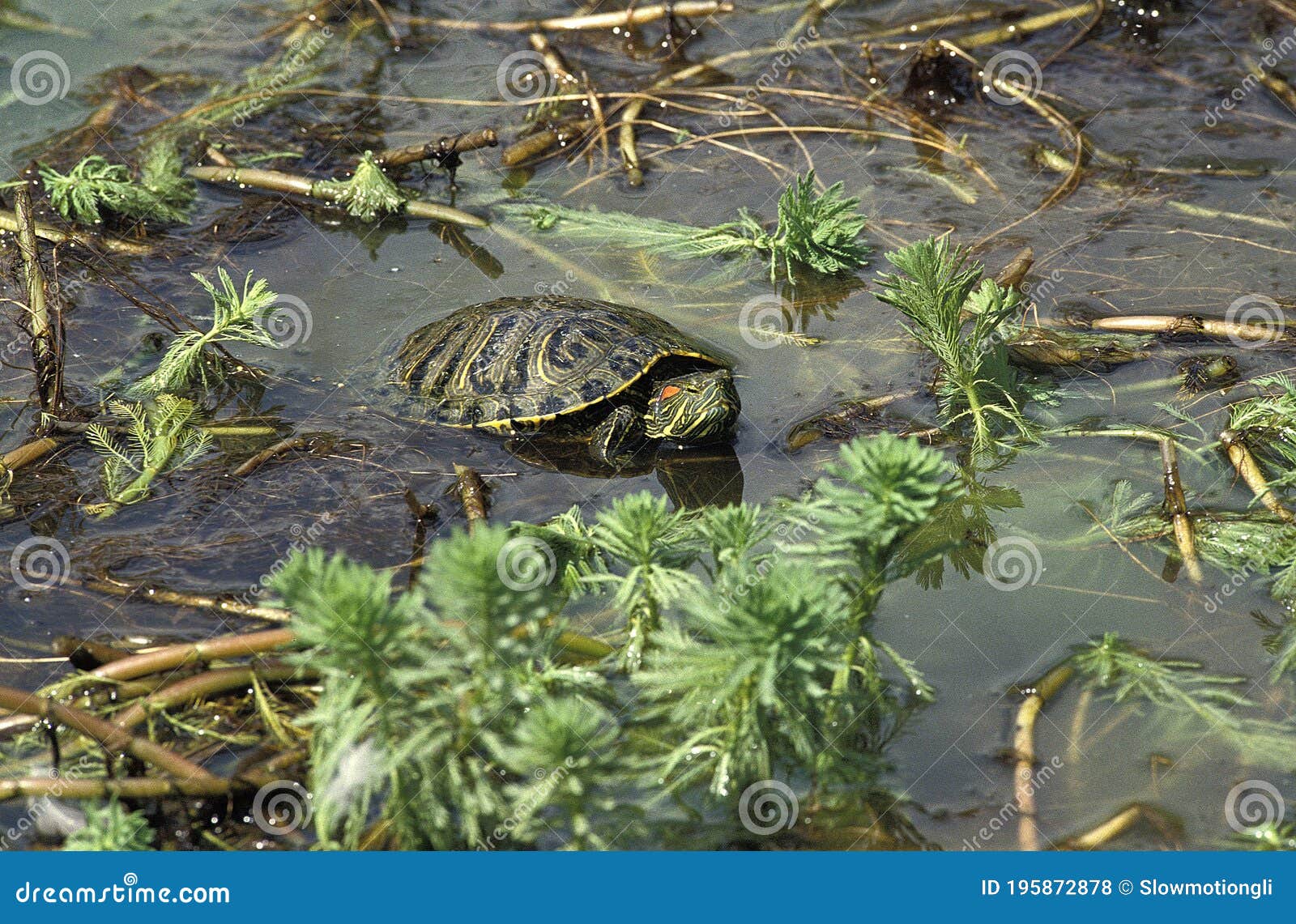 Red Eared Terrapin Turtle Trachemys Scripta Elegans Or Chrysemys ...