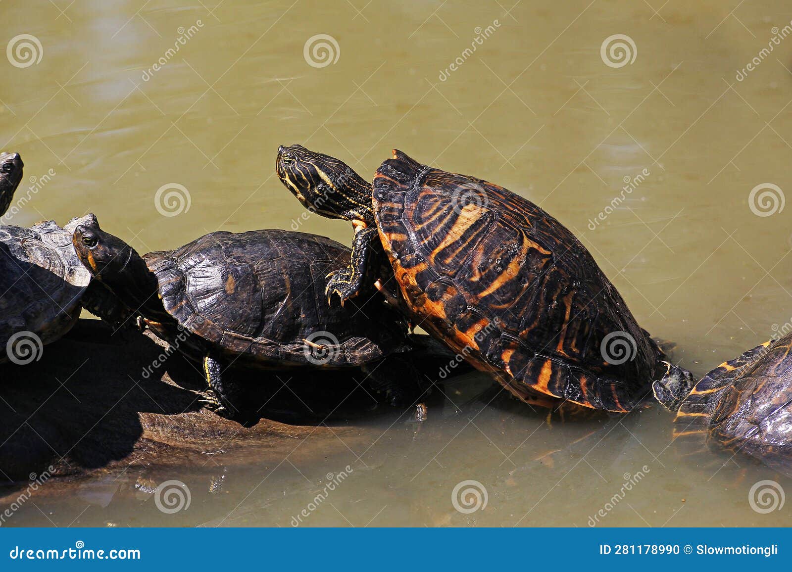 Red Eared Terrapin, Trachemys Scripta Elegans, Adults Stock Photo ...