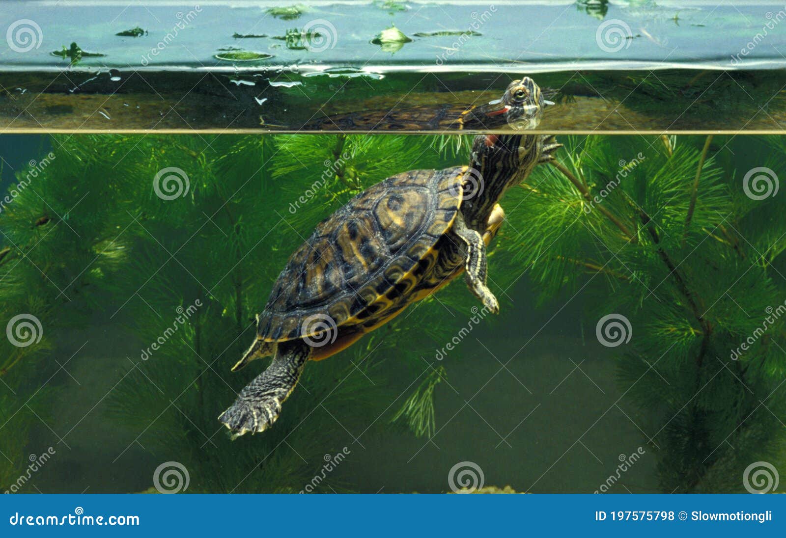 Red-Eared Terrapin, Trachemys Scripta Elegans, in Aquarium Stock Photo - Image of turtle, animal ...