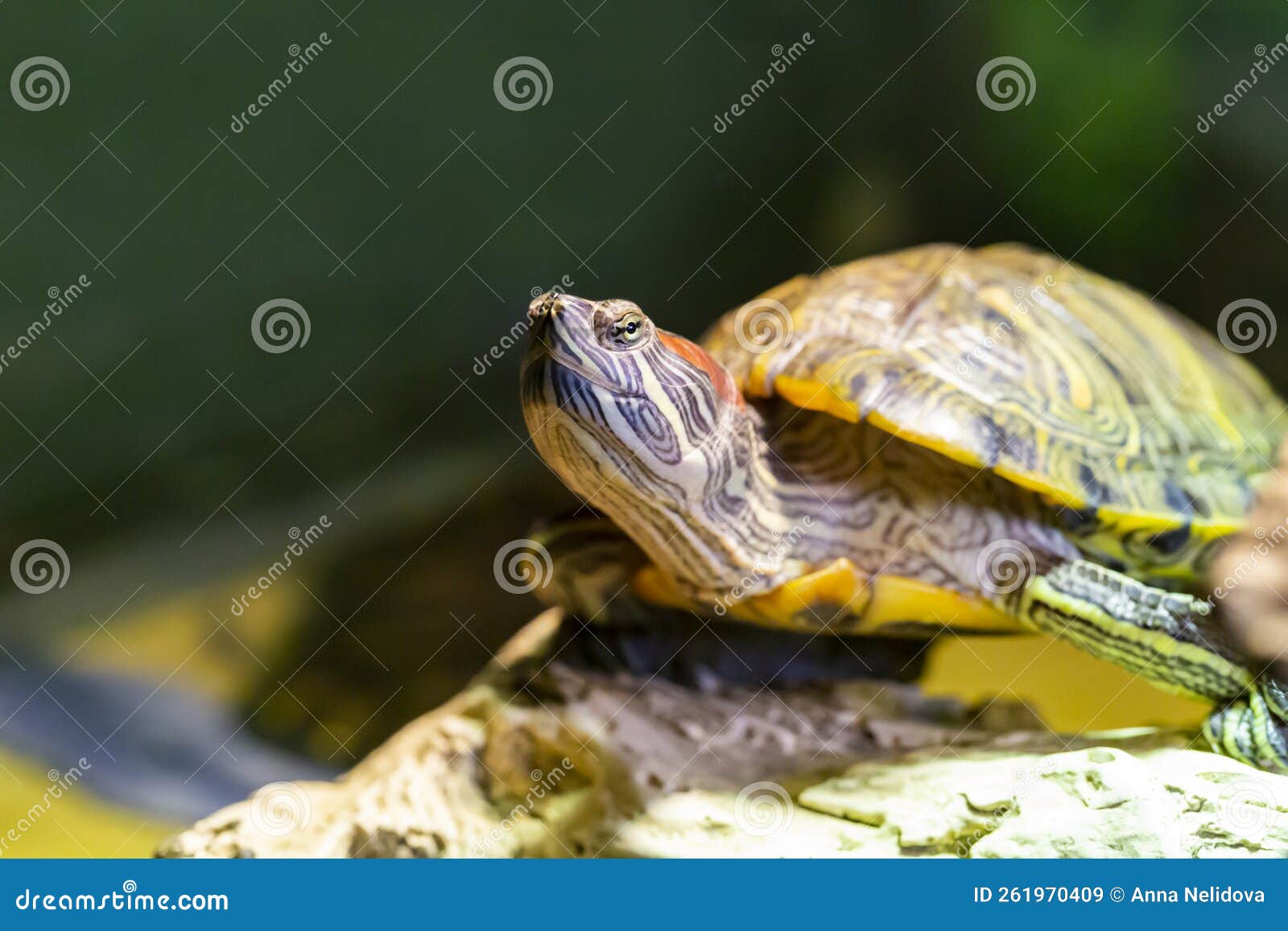 Red Eared Terrapin - Trachemys Scripta Elegans Close-up, Portrait of a ...