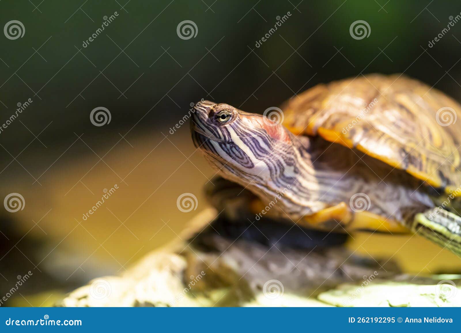 Red Eared Terrapin - Trachemys Scripta Elegans Close-up, Portrait of a ...