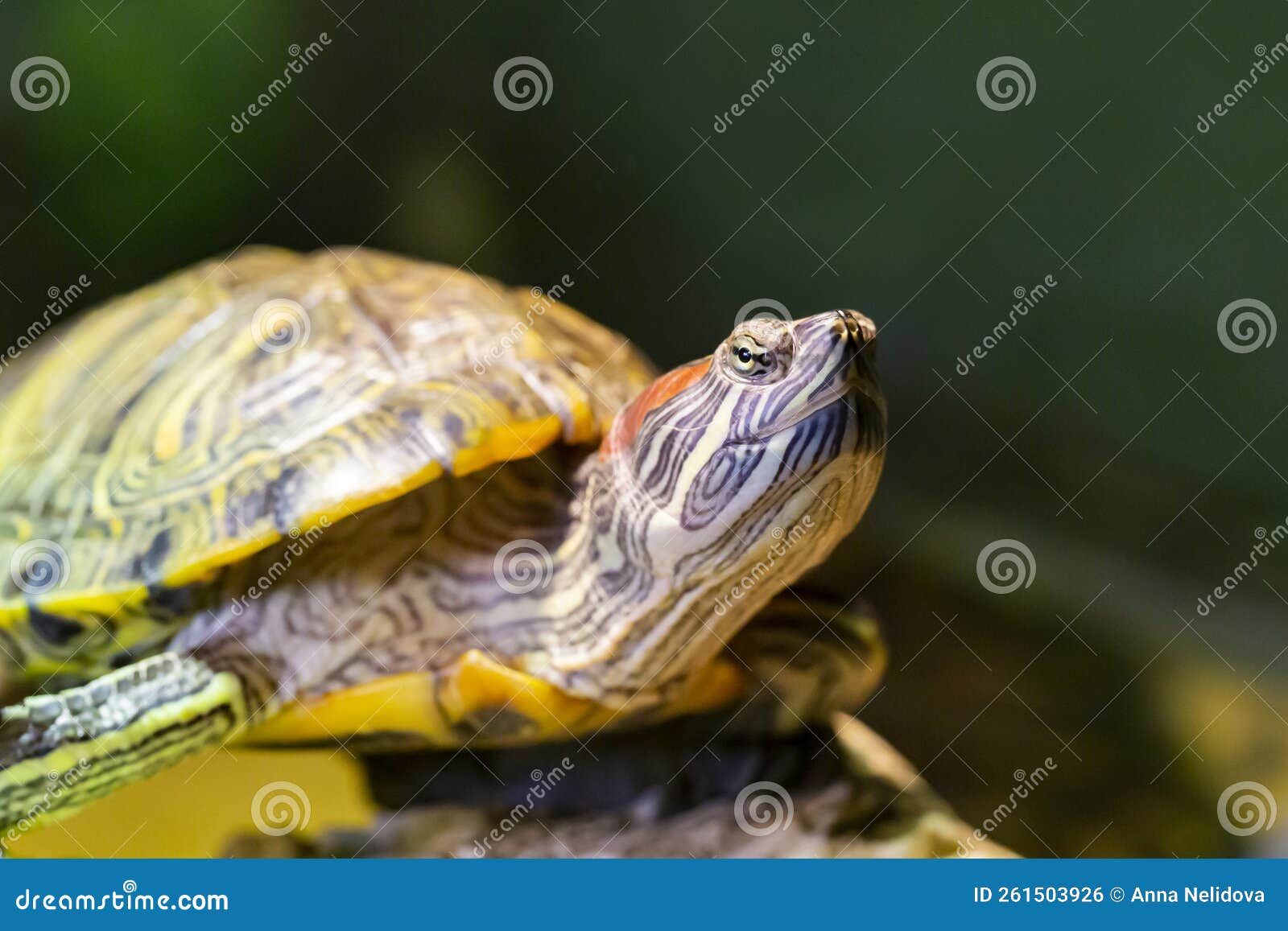 Red Eared Terrapin - Trachemys Scripta Elegans Close-up, Portrait of a ...