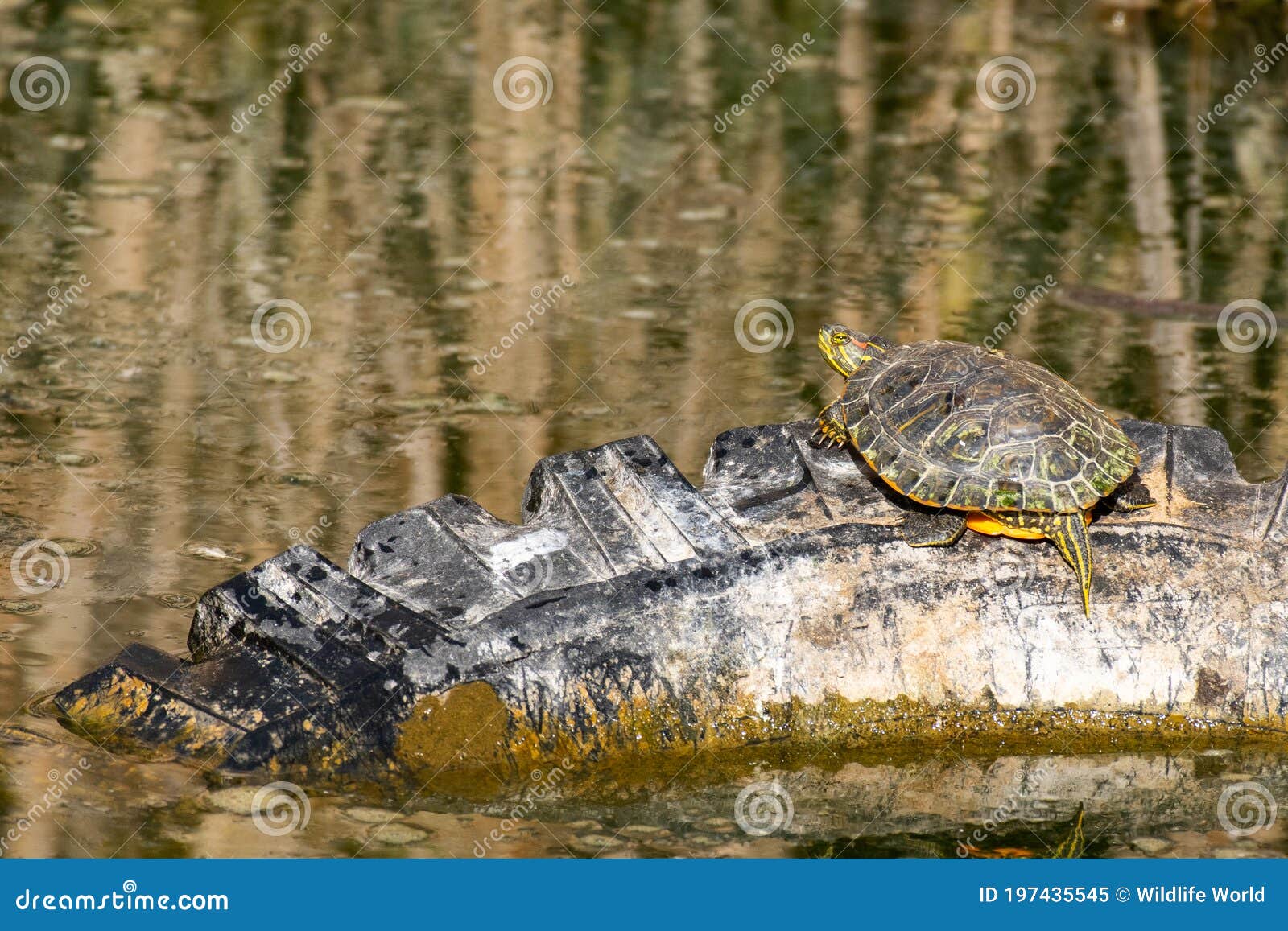 Red Eared Terrapin Trachemys Scripta Elegans, in the Habitat Stock ...