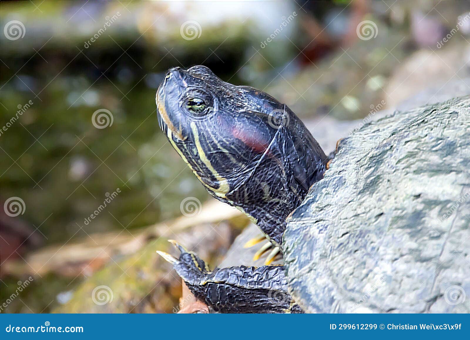 Red Eared Terrapin Turtle Trachemys Scripta Elegans Or Chrysemys ...