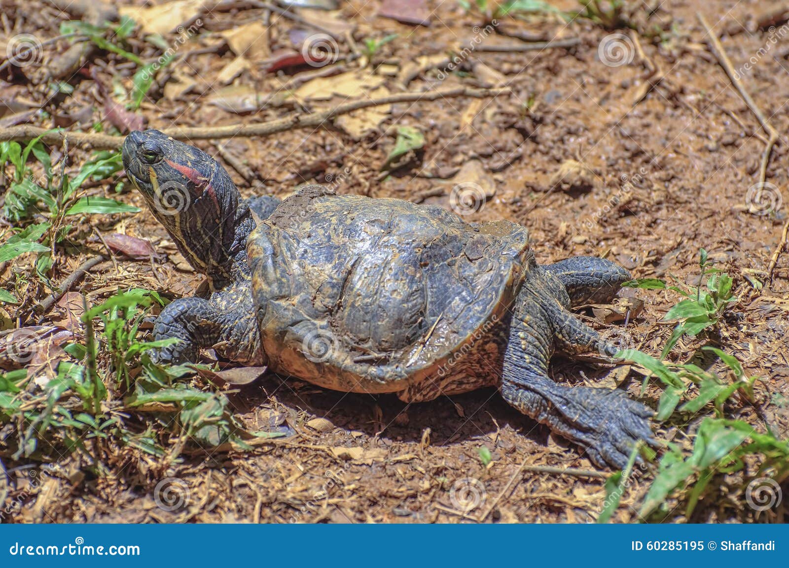 Red Eared Terrapin Turtle Trachemys Scripta Elegans Or Chrysemys ...