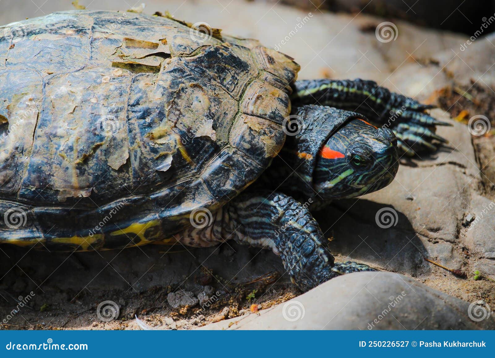 Red Eared Terrapin - Trachemys Scripta Elegans. Pond Slider Stock Image ...