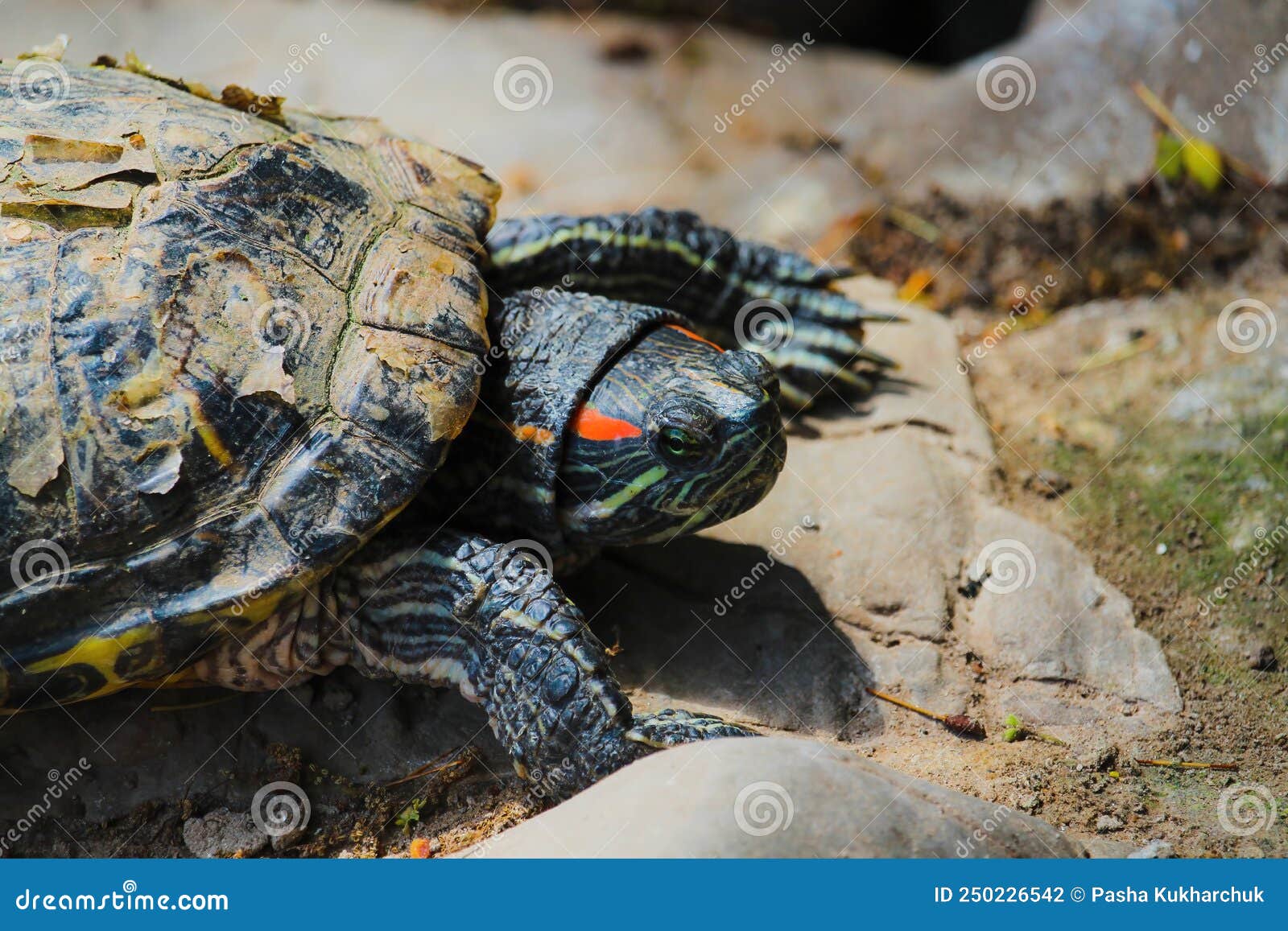 Red Eared Terrapin - Trachemys Scripta Elegans. Pond Slider Stock Photo ...