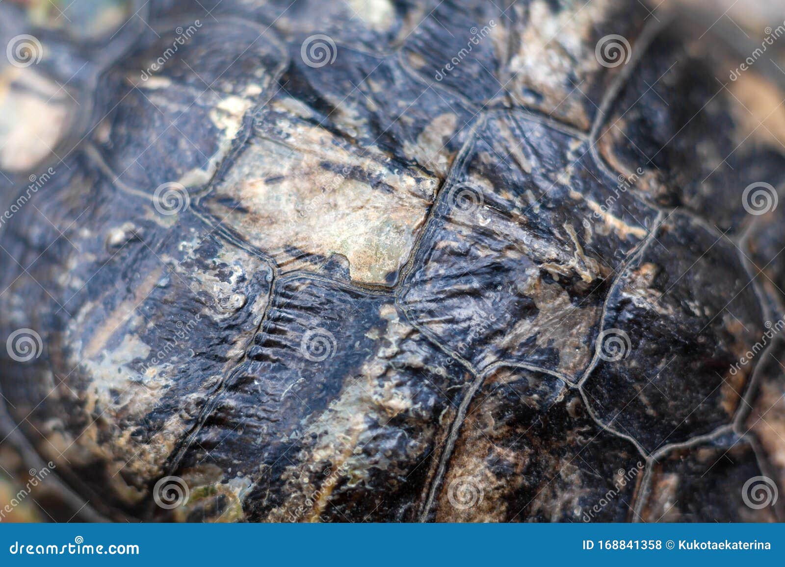 Red Eared Terrapin - Trachemys Scripta Elegans. Red Eared Slider Turtle ...