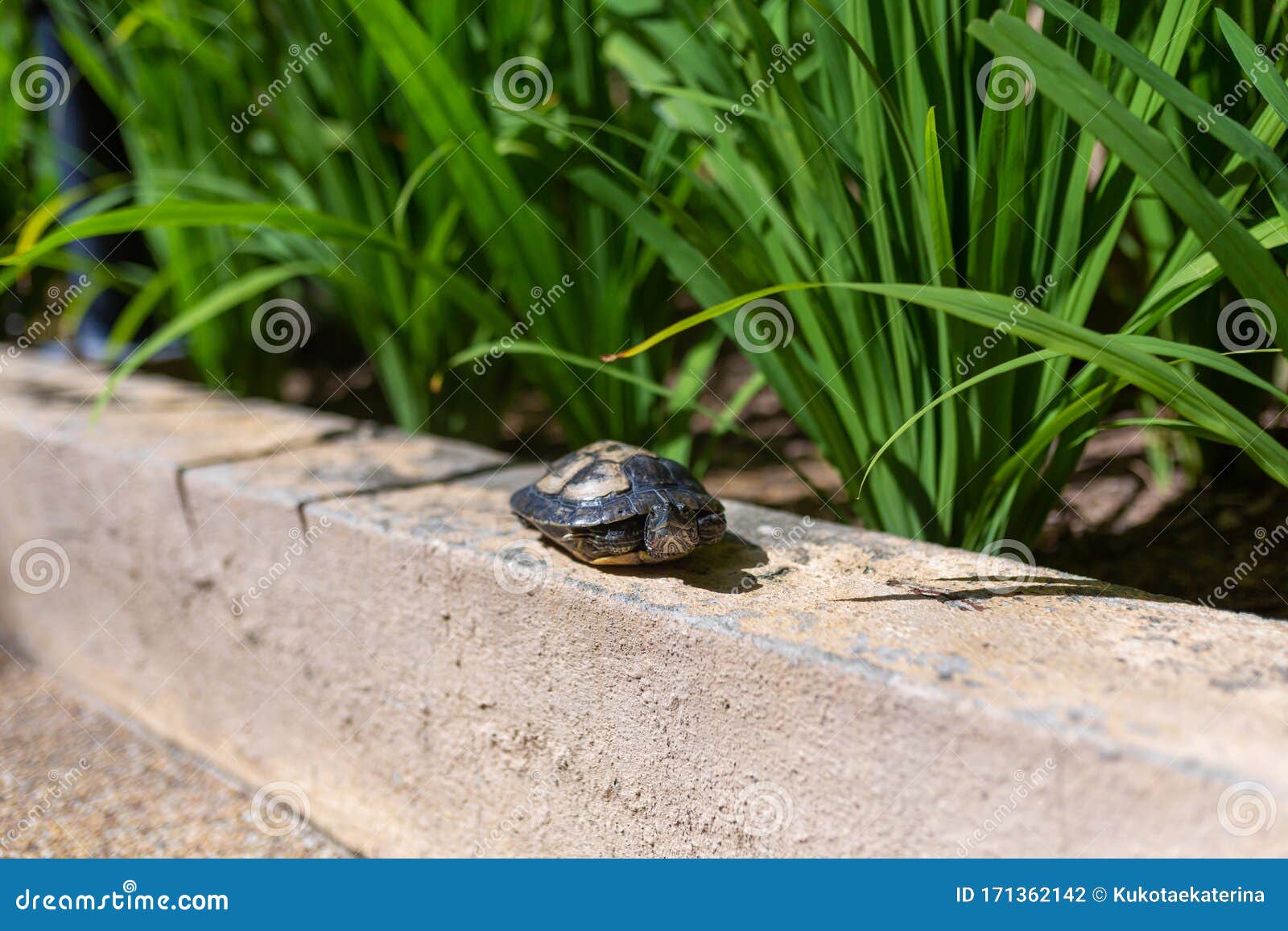 Red Eared Terrapin - Trachemys Scripta Elegans. Red Eared Slider Turtle ...