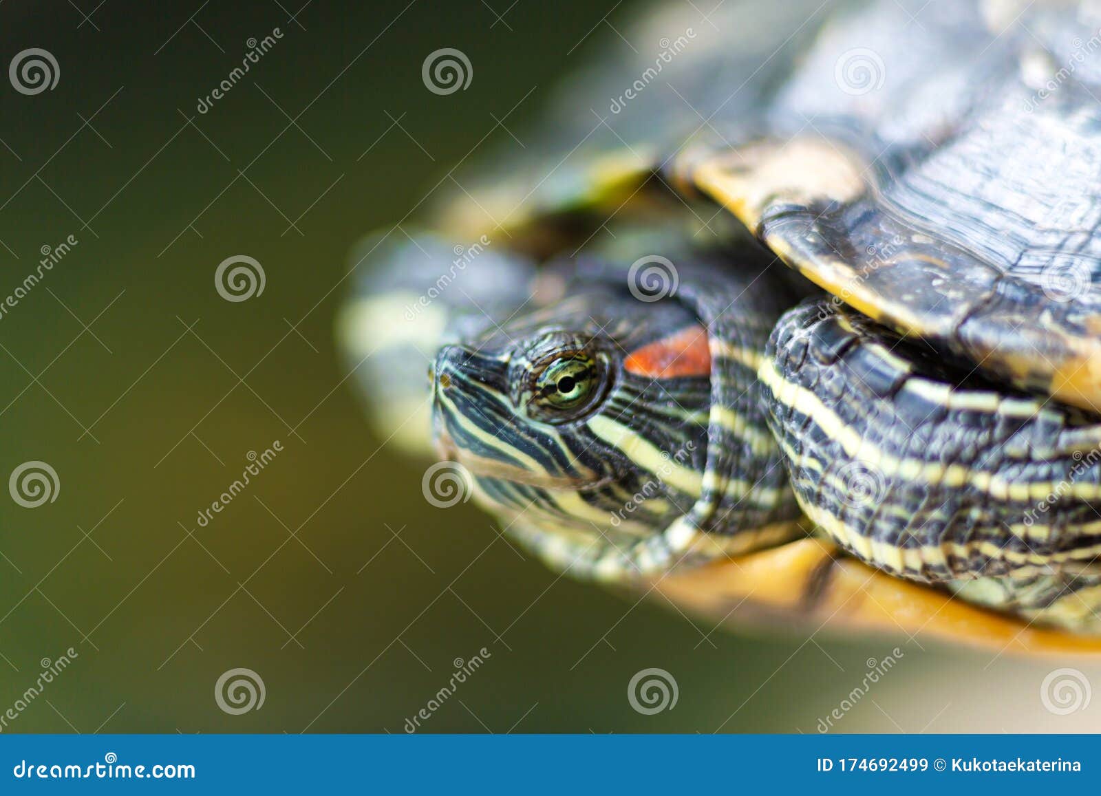 Red Eared Terrapin - Trachemys Scripta Elegans. Red Eared Slider Turtle ...