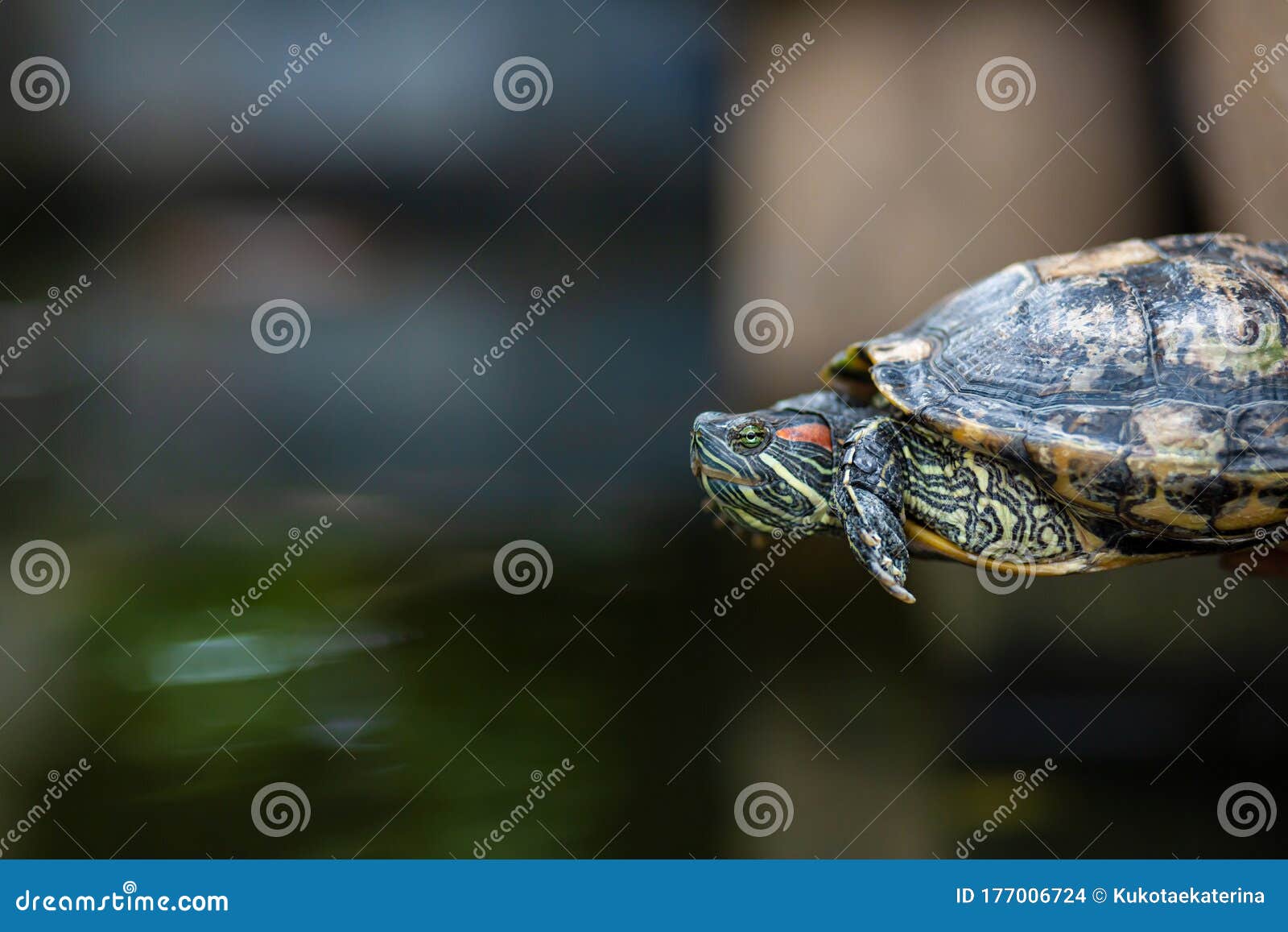 Red Eared Terrapin - Trachemys Scripta Elegans. Red Eared Slider Turtle ...